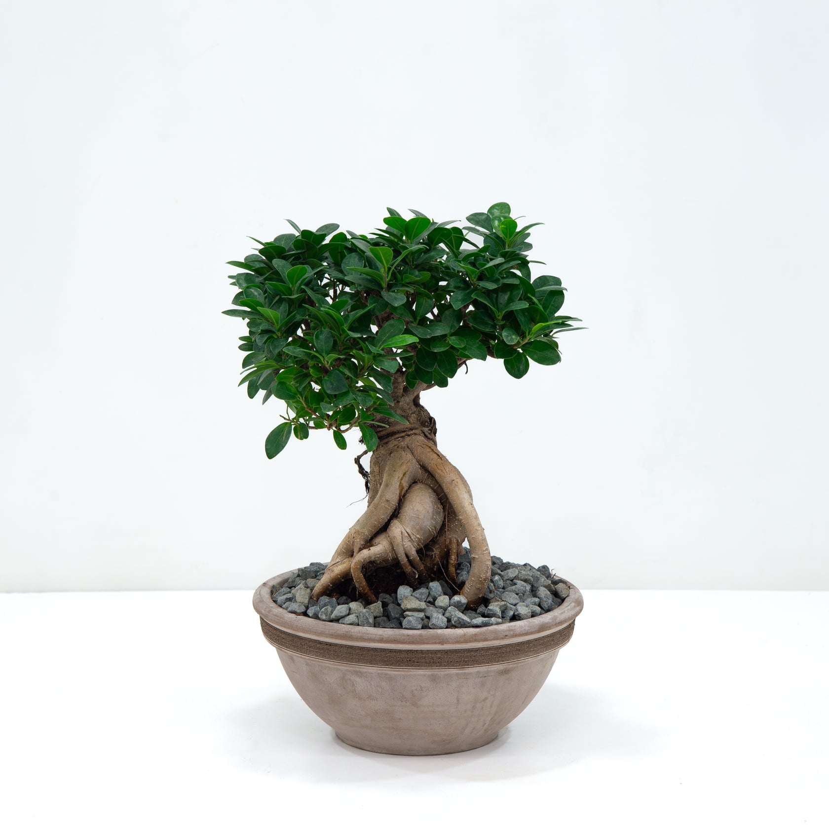 Petridis LV Floral Creations